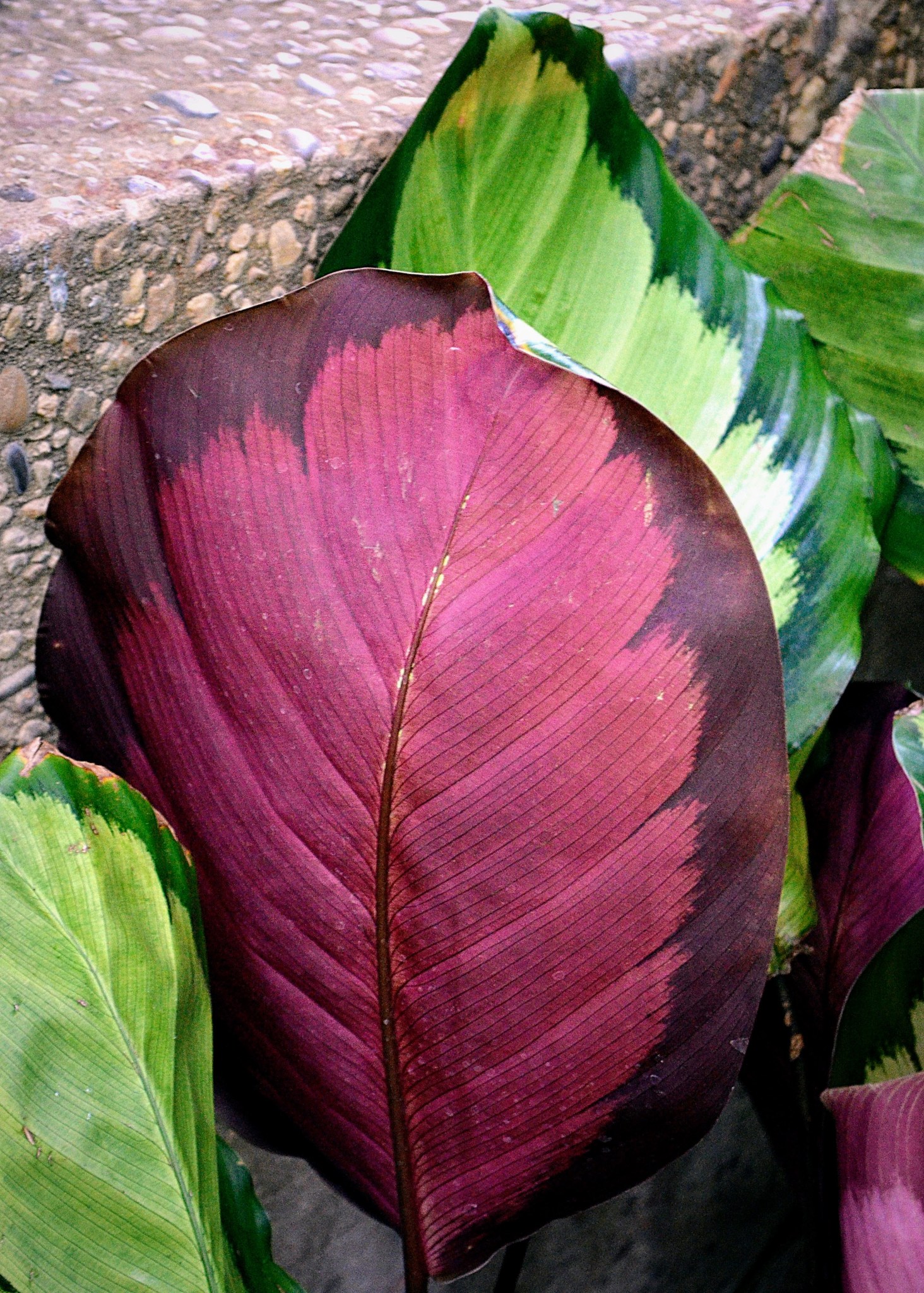 Fascinating Adaptations of Leaves in Tropical Rainforests | Perennial ...