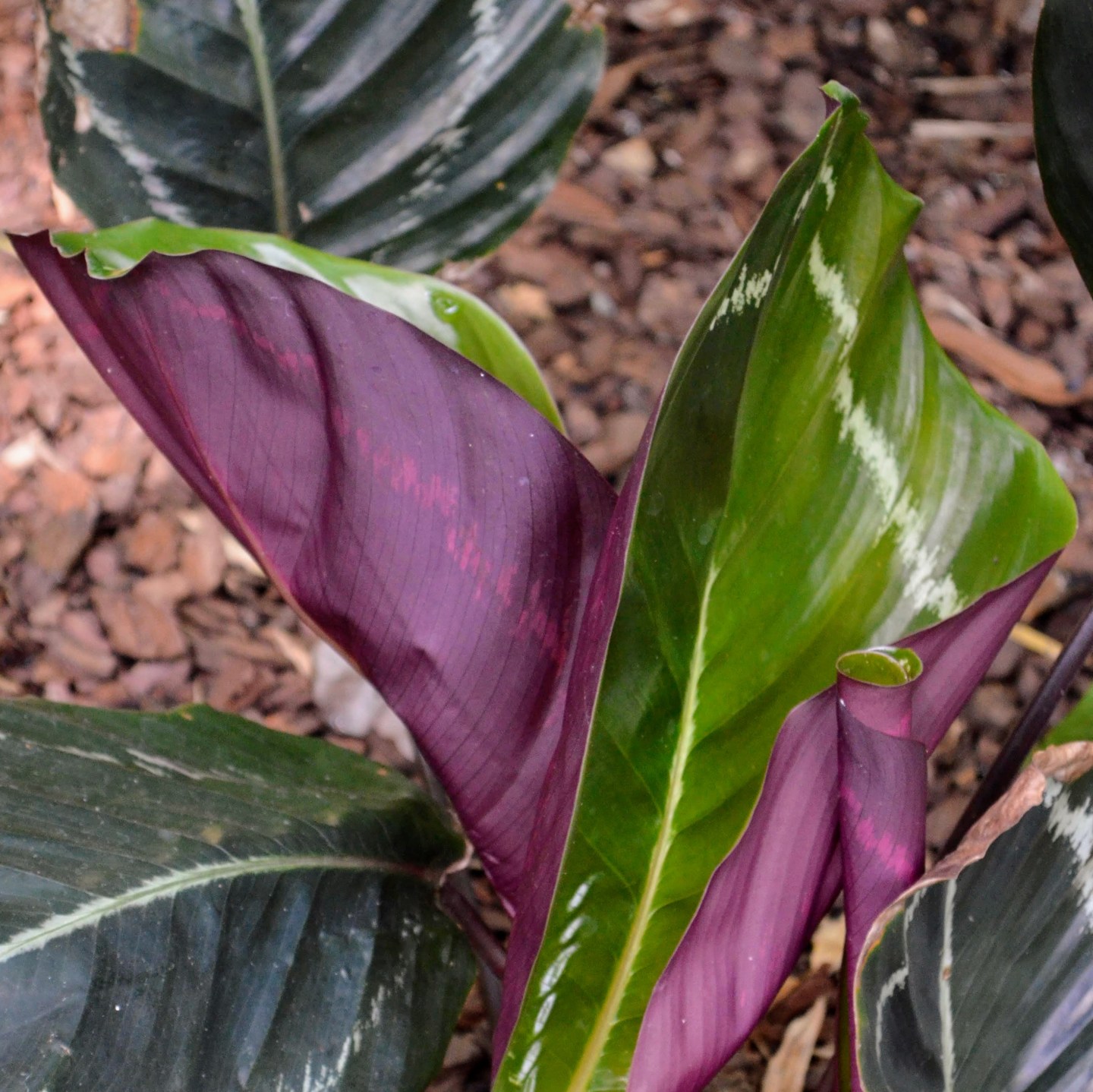 Fascinating Adaptations of Leaves in Tropical Rainforests | Perennial ...