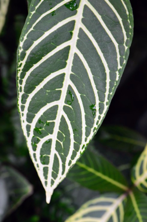Fascinating Adaptations of Leaves in Tropical Rainforests | Perennial ...
