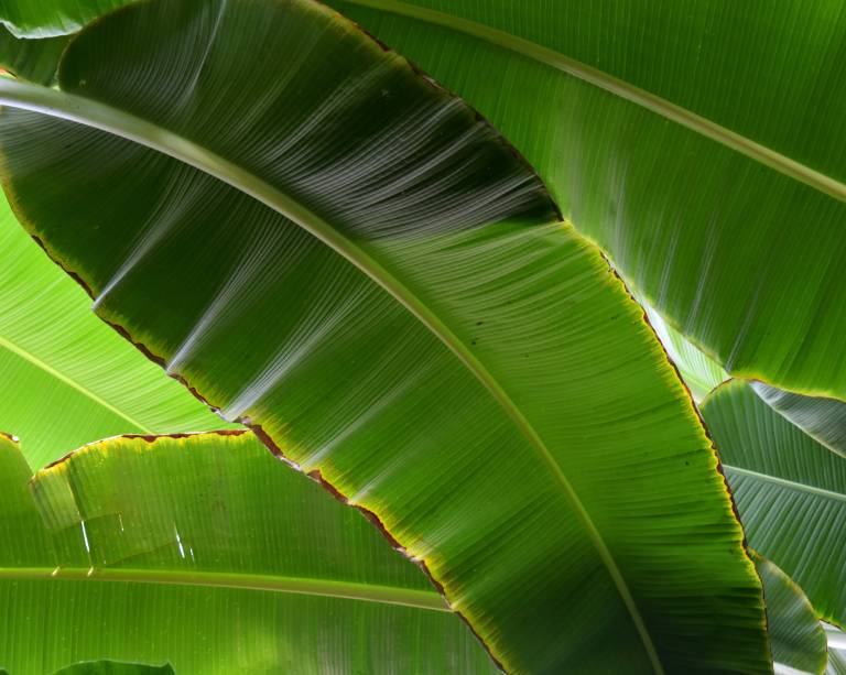 Fascinating Adaptations of Leaves in Tropical Rainforests | Perennial ...