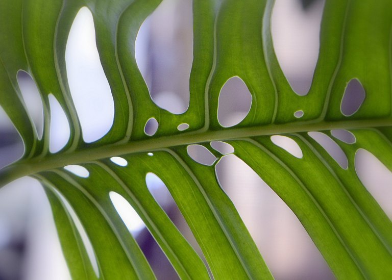 Fascinating Adaptations of Leaves in Tropical Rainforests | Perennial ...