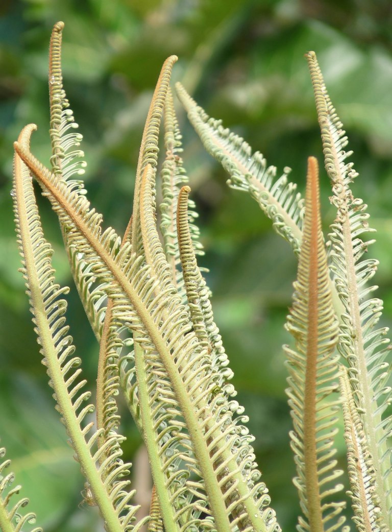 The Differences Between Cycads, Palms, and Ferns | Perennial Pastimes