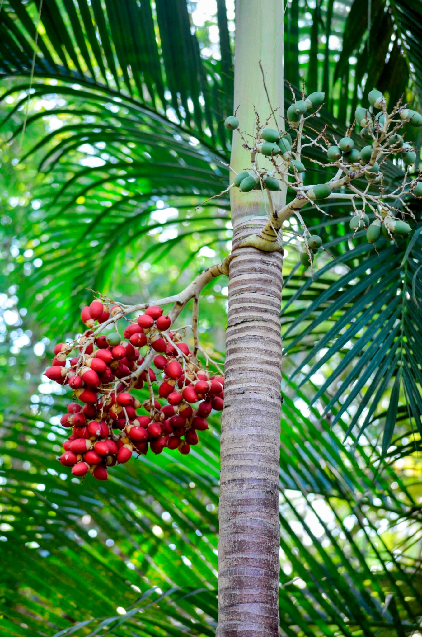 The Differences Between Cycads, Palms, and Ferns | Perennial Pastimes