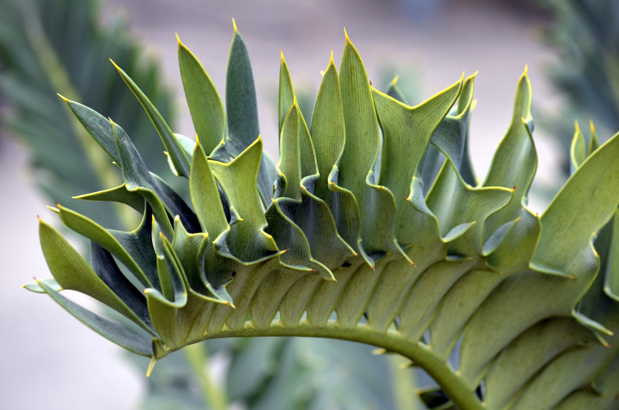 The Differences Between Cycads, Palms, and Ferns | Perennial Pastimes