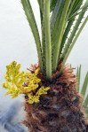 The Differences Between Cycads, Palms, and Ferns | Perennial Pastimes
