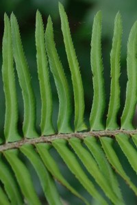 The Differences Between Cycads, Palms, and Ferns | Perennial Pastimes