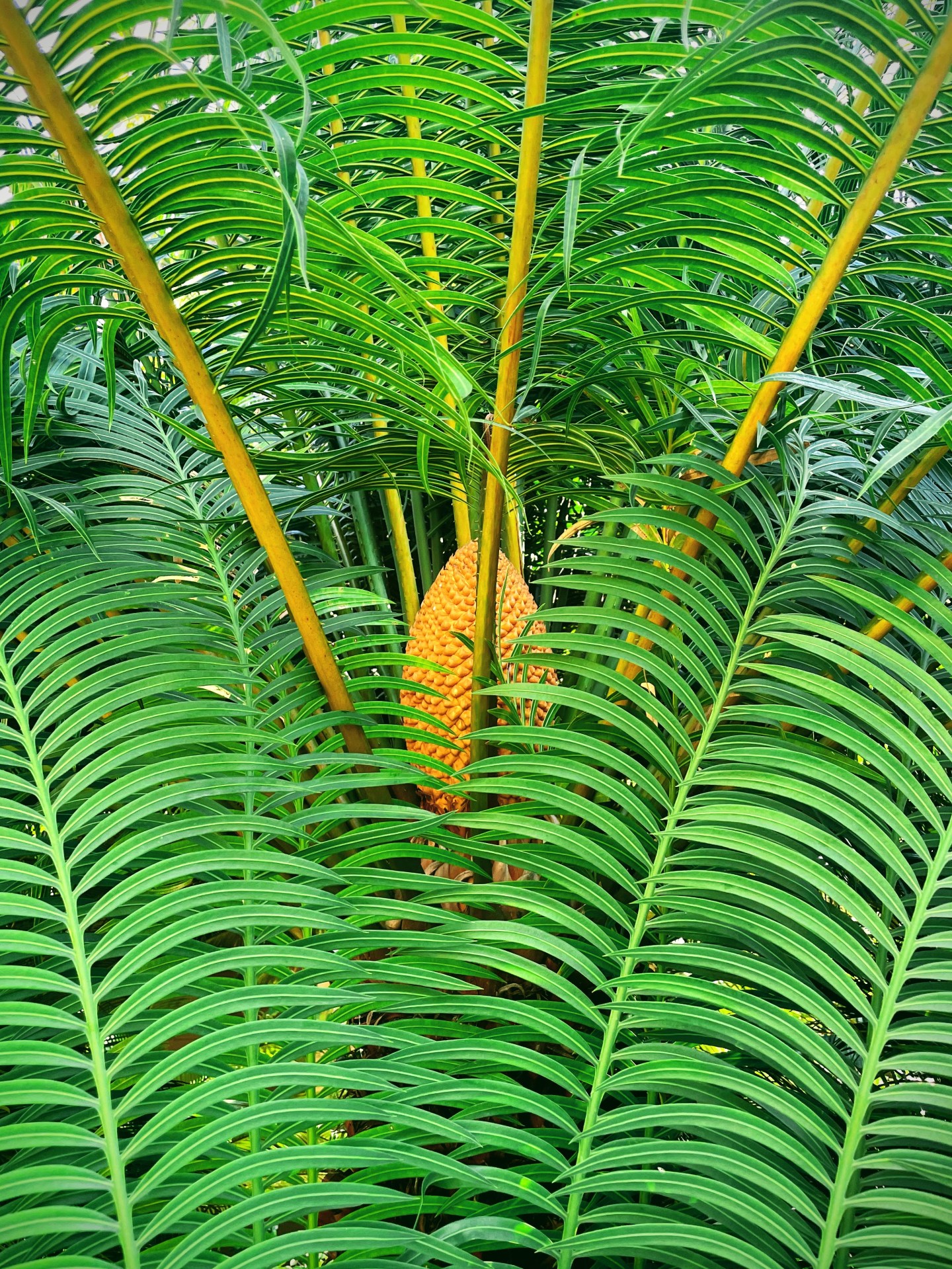 The Differences Between Cycads, Palms, and Ferns | Perennial Pastimes