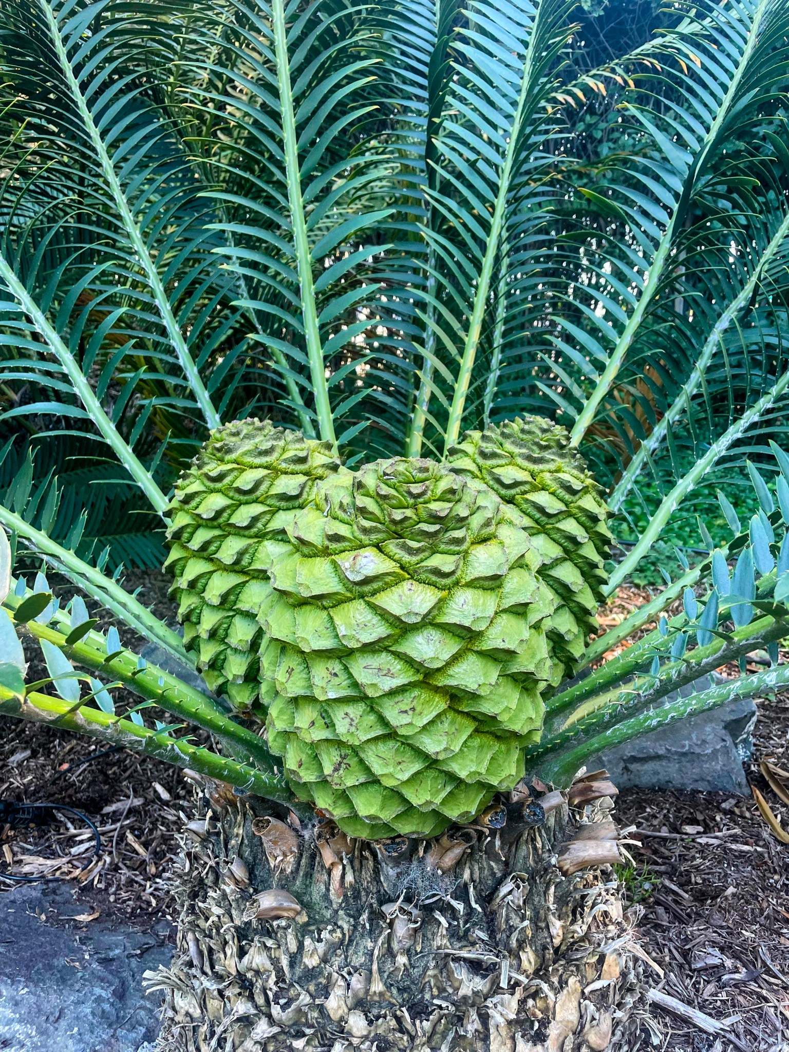 The Differences Between Cycads, Palms, and Ferns | Perennial Pastimes