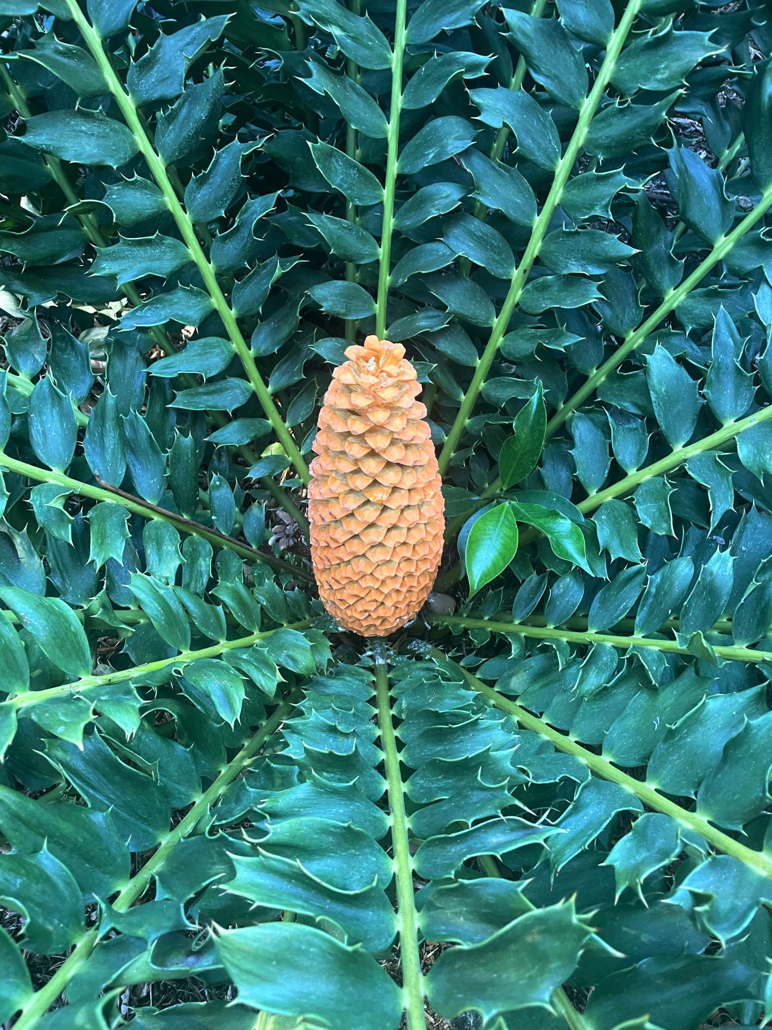 The Differences Between Cycads, Palms, and Ferns | Perennial Pastimes