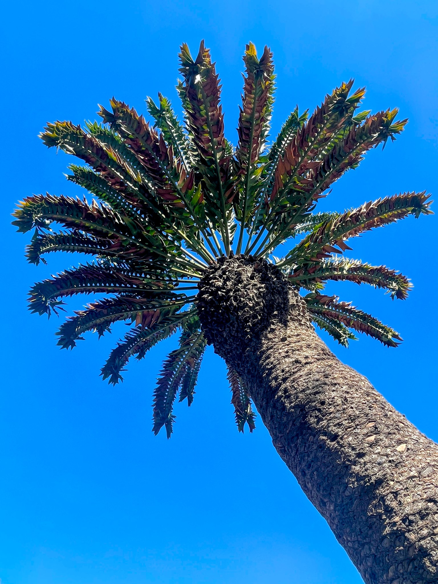 The Differences Between Cycads, Palms, and Ferns | Perennial Pastimes
