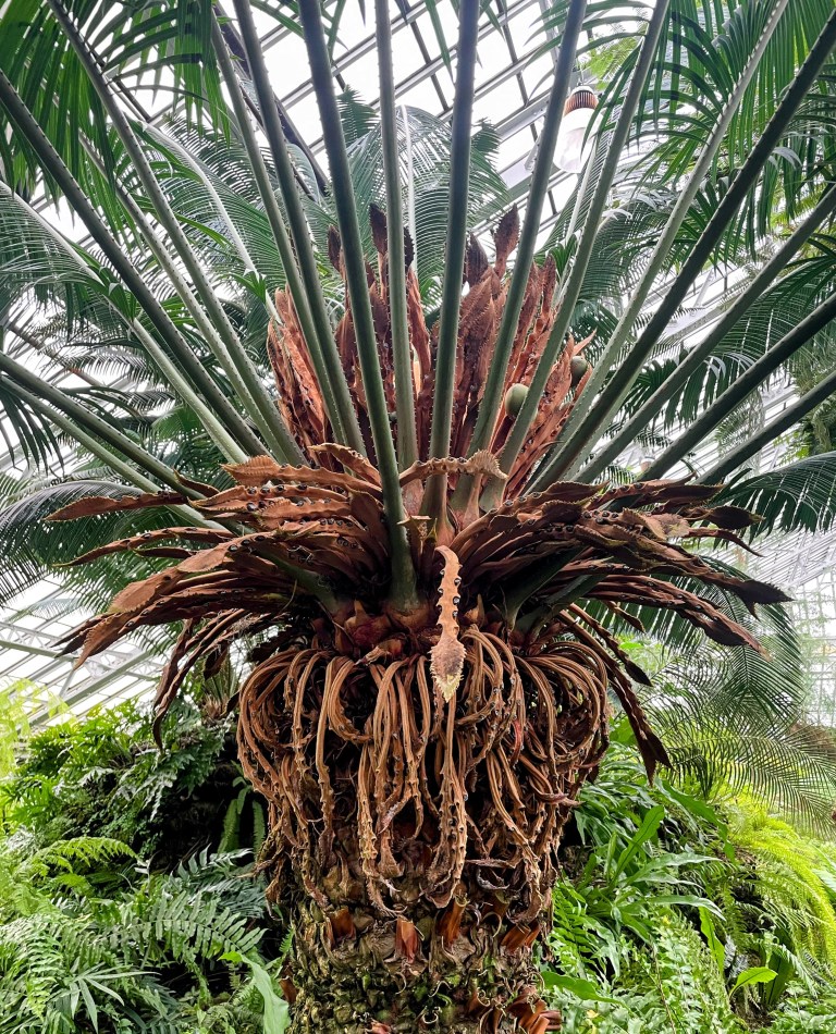 The Differences Between Cycads, Palms, and Ferns | Perennial Pastimes