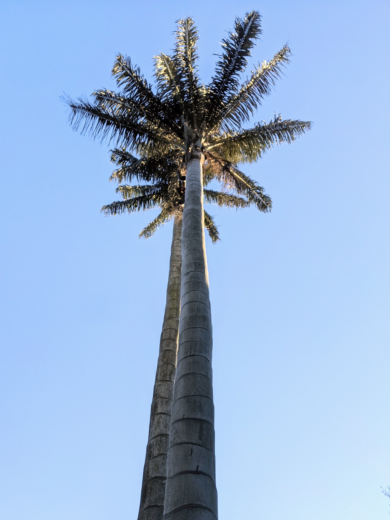 The Differences Between Cycads, Palms, and Ferns | Perennial Pastimes