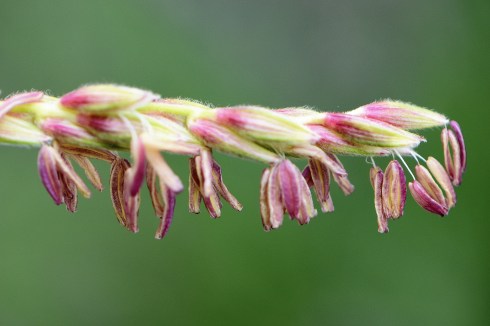 Tassels and Silks: The Beautiful Anatomy of a Corn Plant | Perennial ...