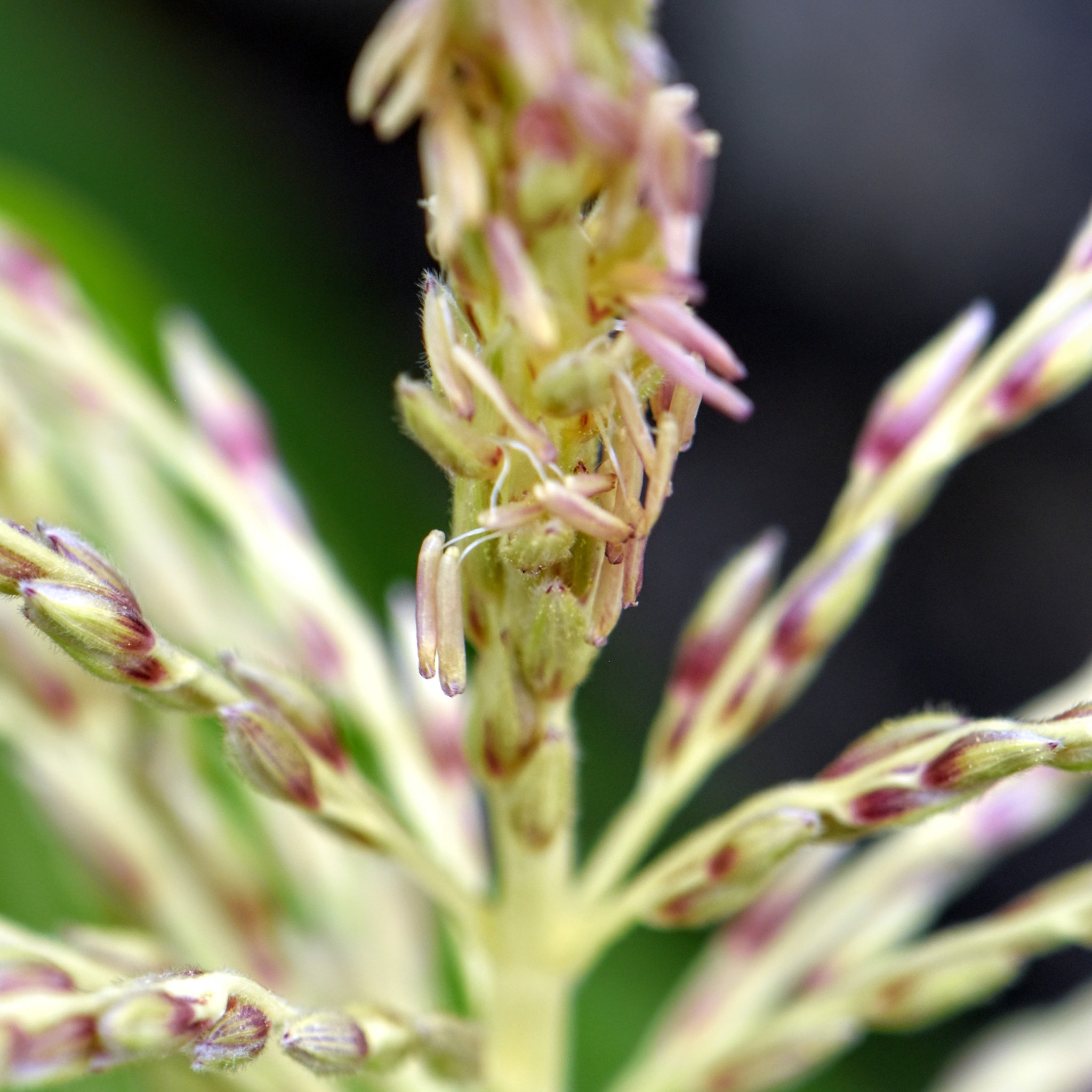 Tassels and Silks: The Beautiful Anatomy of a Corn Plant | Perennial ...