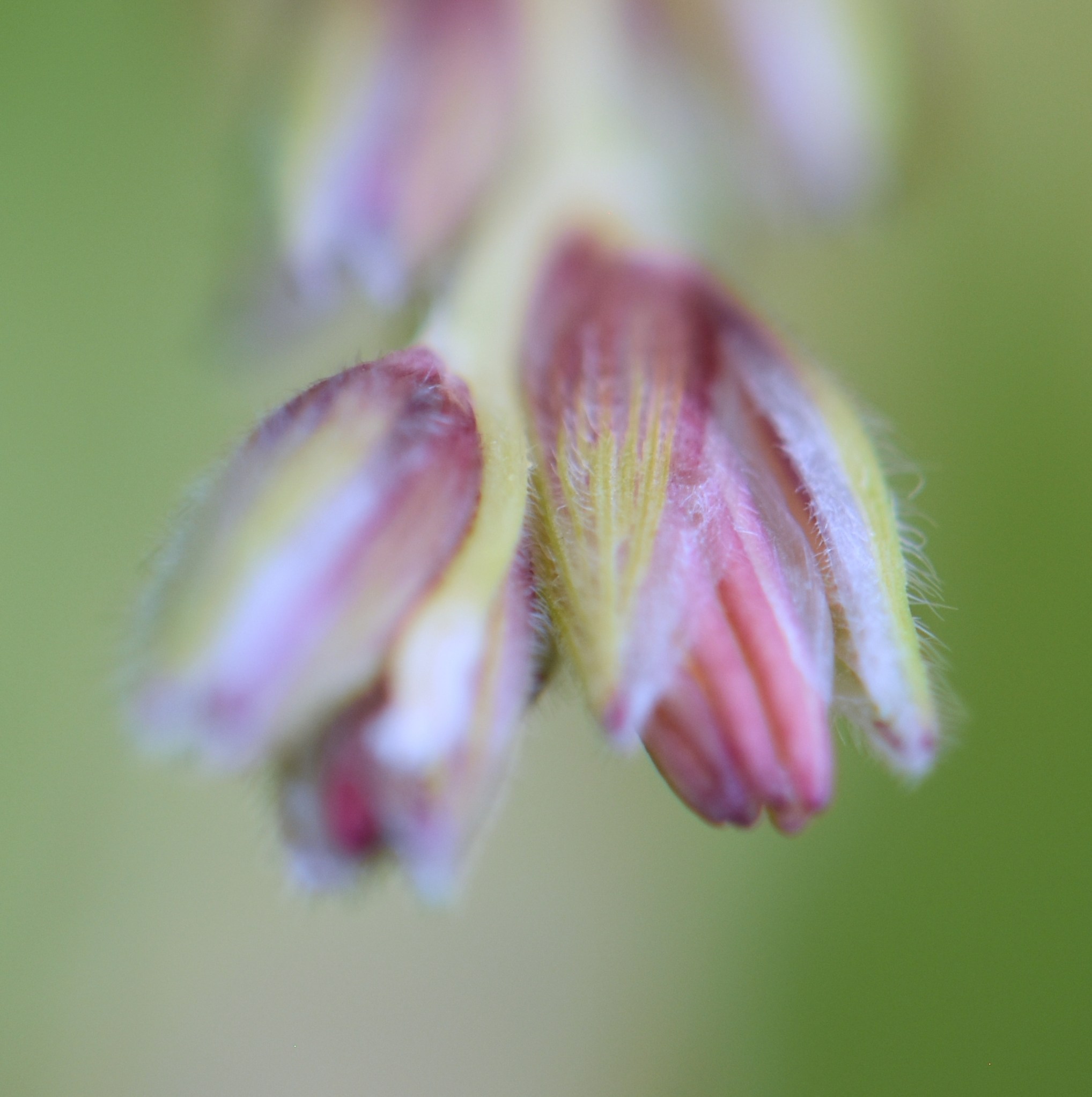 Tassels and Silks: The Beautiful Anatomy of a Corn Plant | Perennial ...