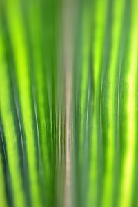 Tassels and Silks: The Beautiful Anatomy of a Corn Plant | Perennial ...