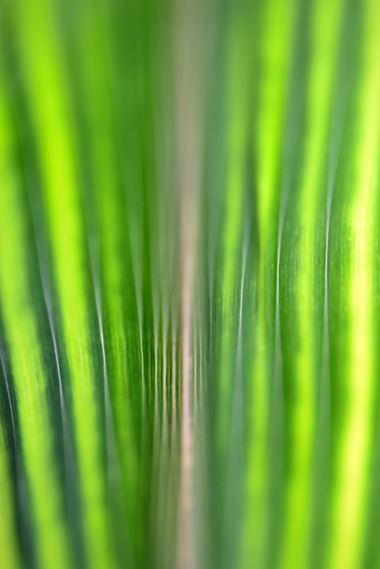 Tassels and Silks: The Beautiful Anatomy of a Corn Plant | Perennial ...