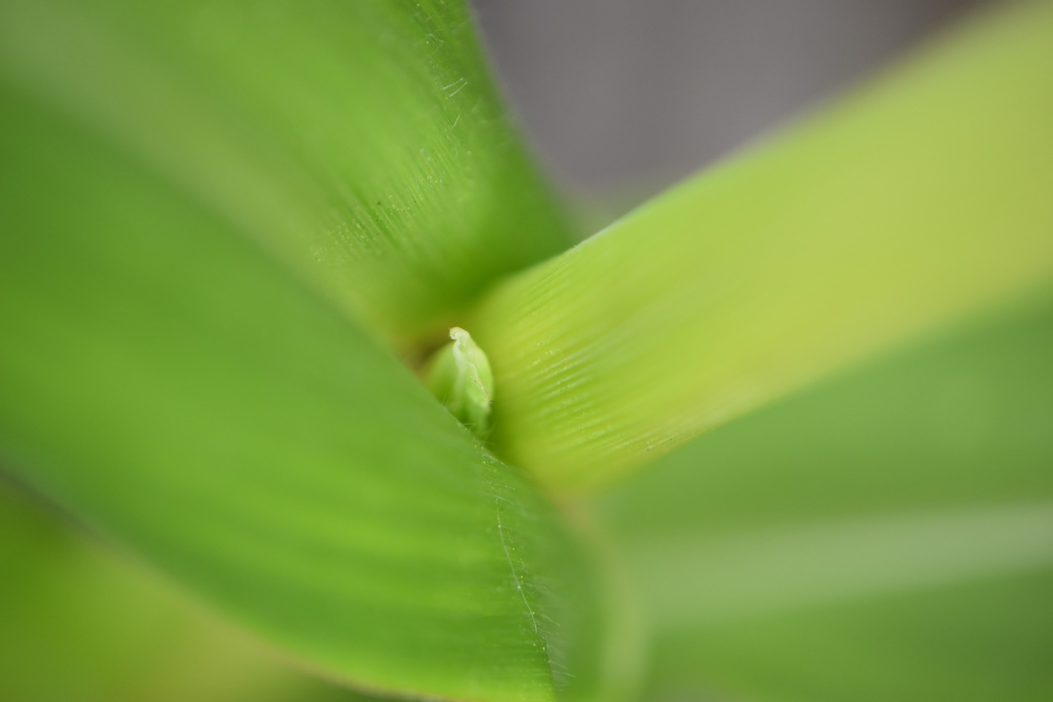 Tassels and Silks: The Beautiful Anatomy of a Corn Plant | Perennial ...
