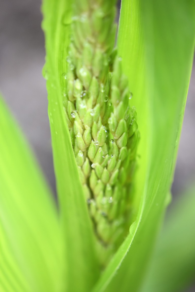 Tassels and Silks: The Beautiful Anatomy of a Corn Plant | Perennial ...