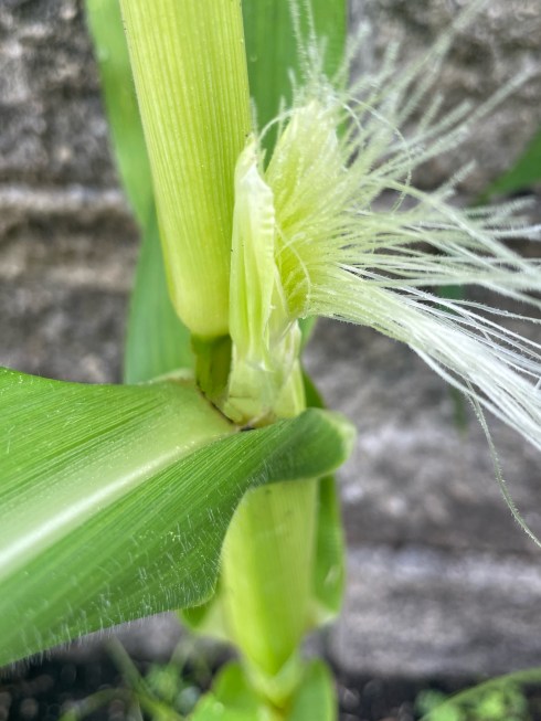 Tassels and Silks: The Beautiful Anatomy of a Corn Plant | Perennial ...