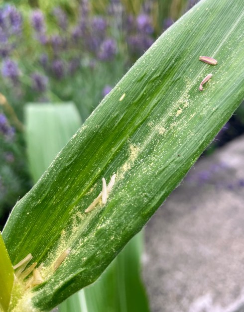 Perennial Pastimes | Celebrating the joys of food, plants, travel, and ...